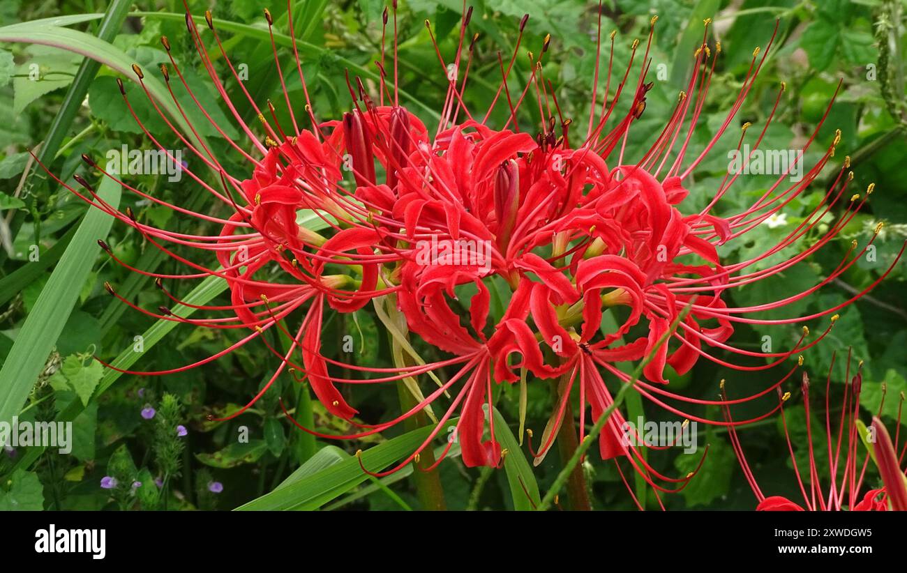 red spider lily (Lycoris radiata) Plantae Stock Photo - Alamy