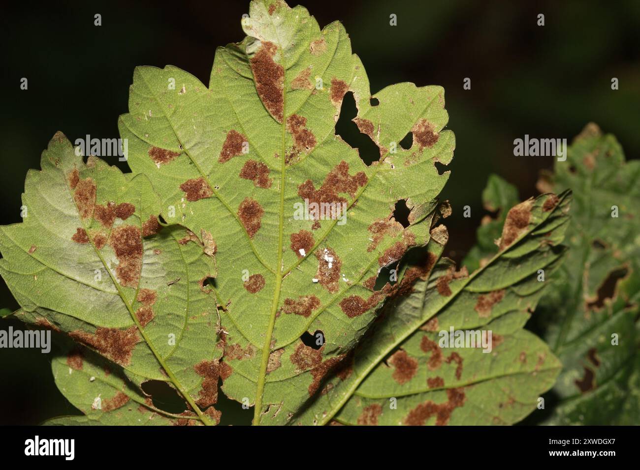 Sycamore Felt Gall Mite (Aceria pseudoplatani) Arachnida Stock Photo ...