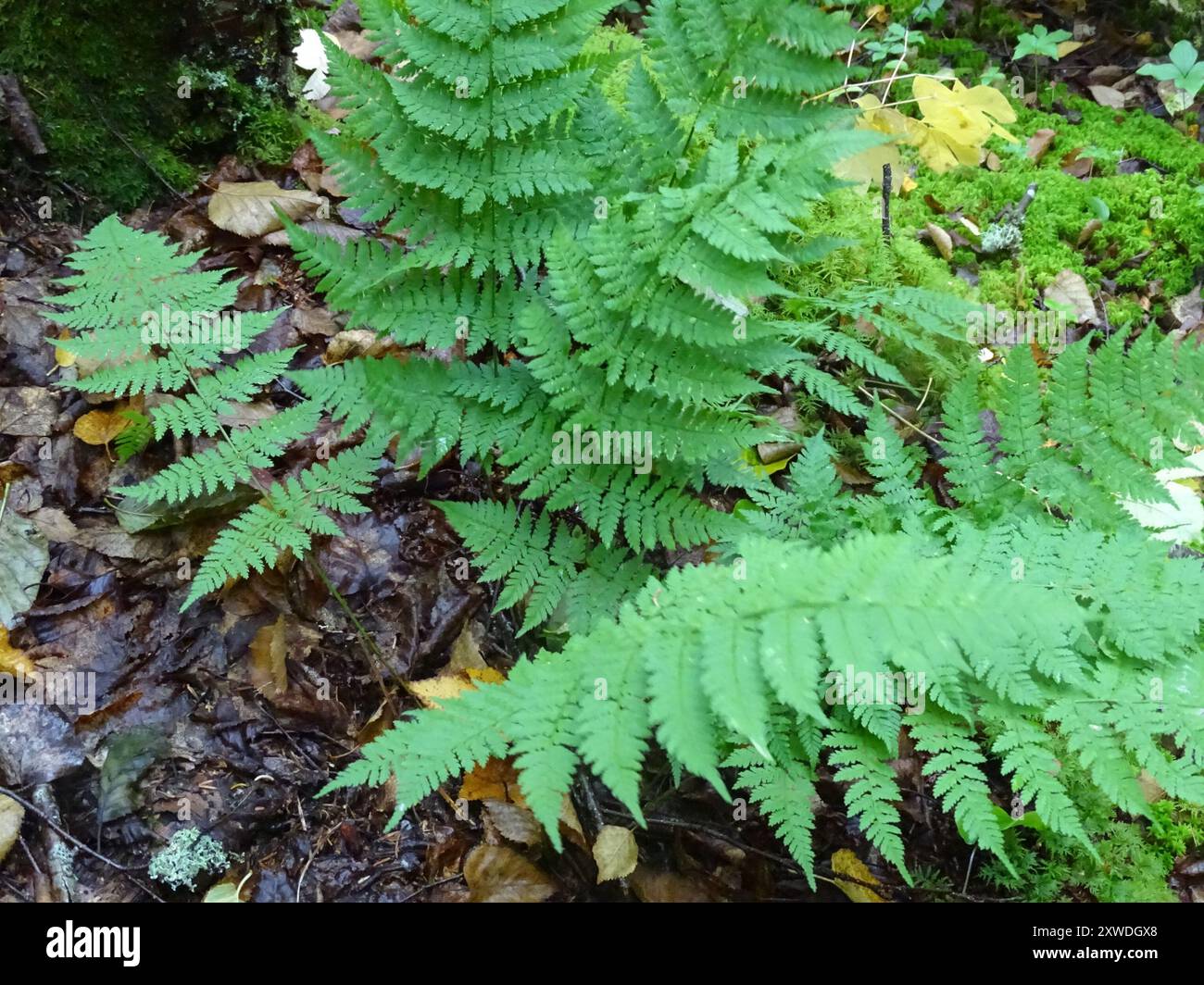 intermediate wood fern (Dryopteris intermedia) Plantae Stock Photo - Alamy