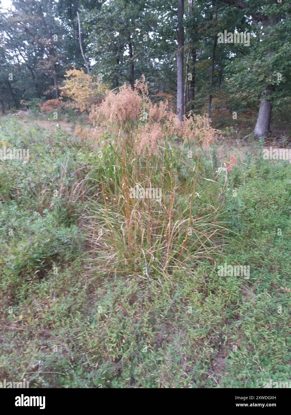 woolgrass (Scirpus cyperinus) Plantae Stock Photo - Alamy