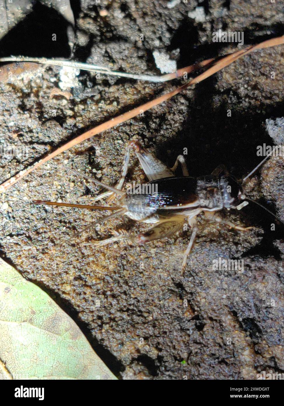 Japanese burrowing cricket hi-res stock photography and images - Alamy