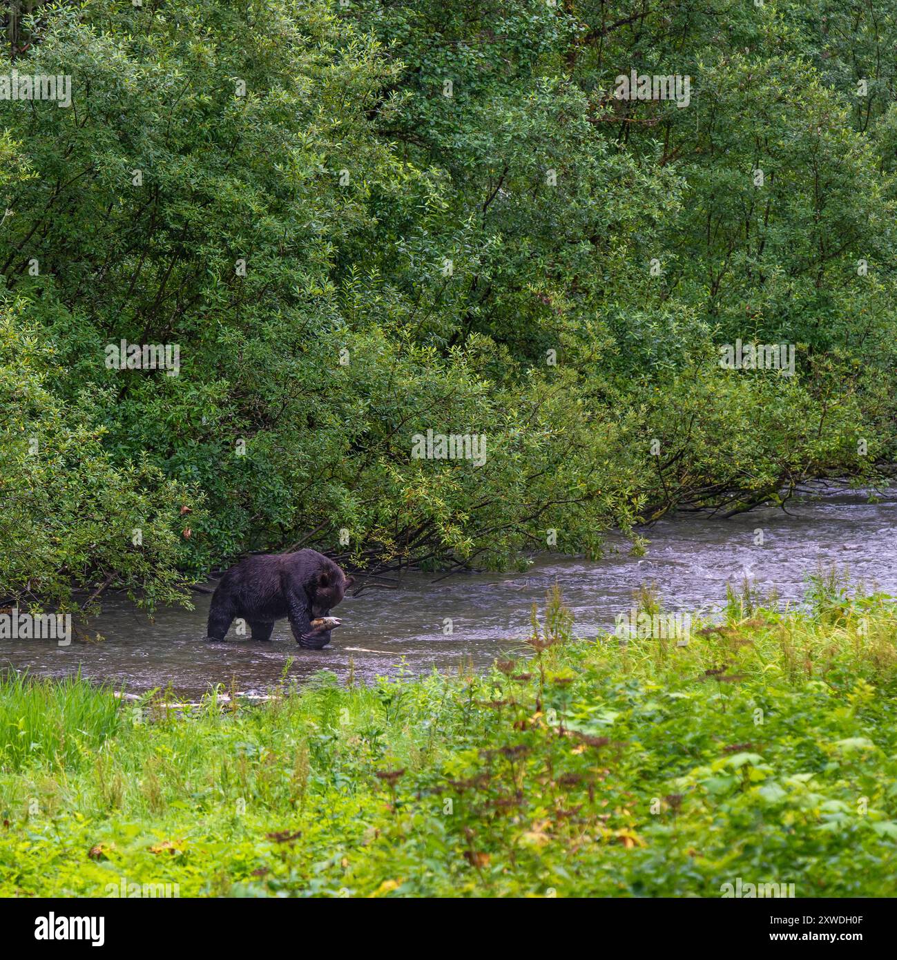 Grizzly bear (Ursus arctos horribilis) fishing and catching a salmon ...