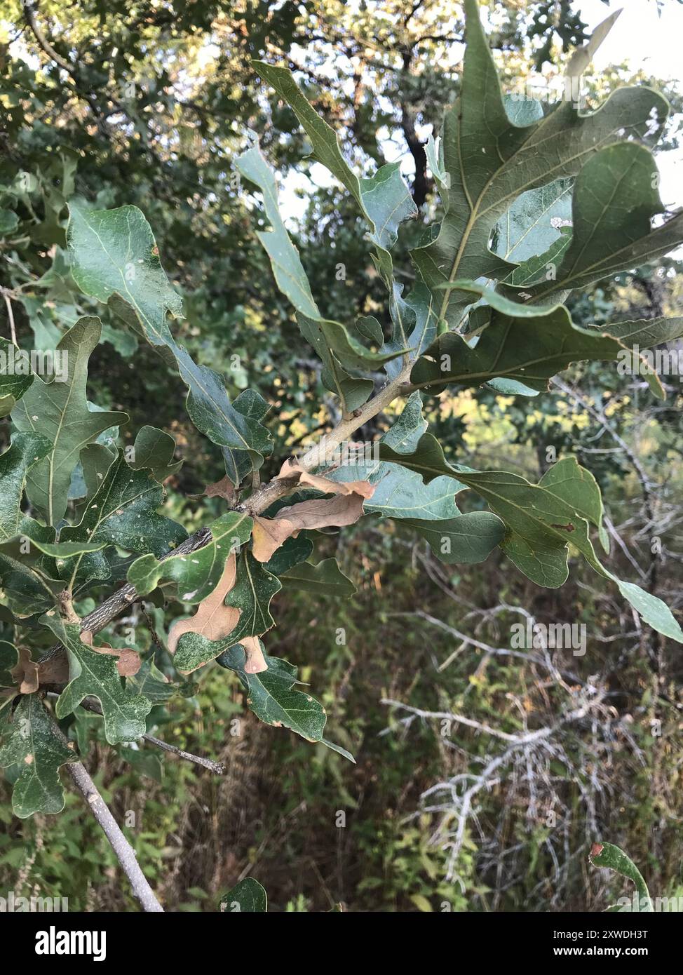 post oak (Quercus stellata) Plantae Stock Photo - Alamy