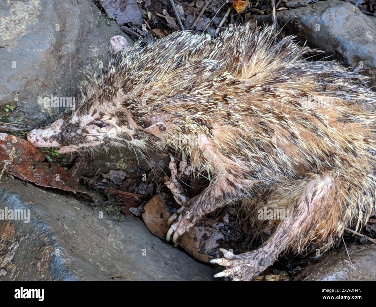 Tenrec ecaudatus hi-res stock photography and images - Alamy