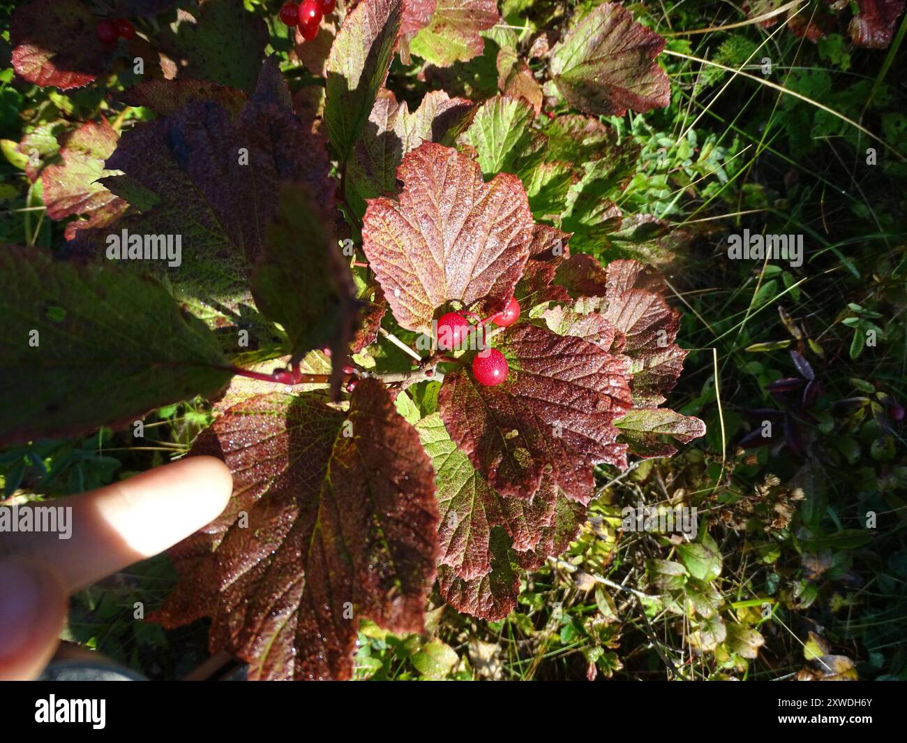 squashberry (Viburnum edule) Plantae Stock Photo - Alamy