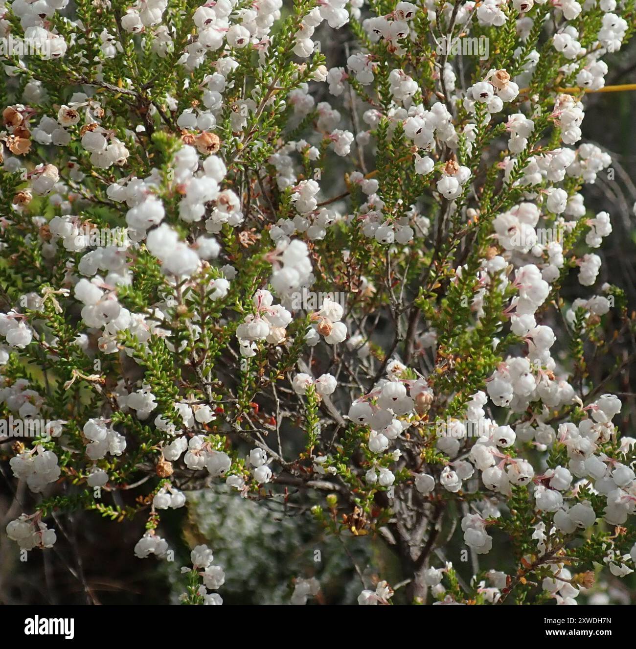 Stunning Heath (Erica formosa) Plantae Stock Photo - Alamy