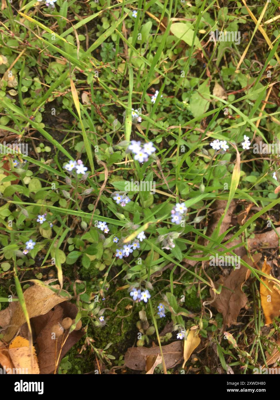field forget-me-not (Myosotis arvensis) Plantae Stock Photo - Alamy