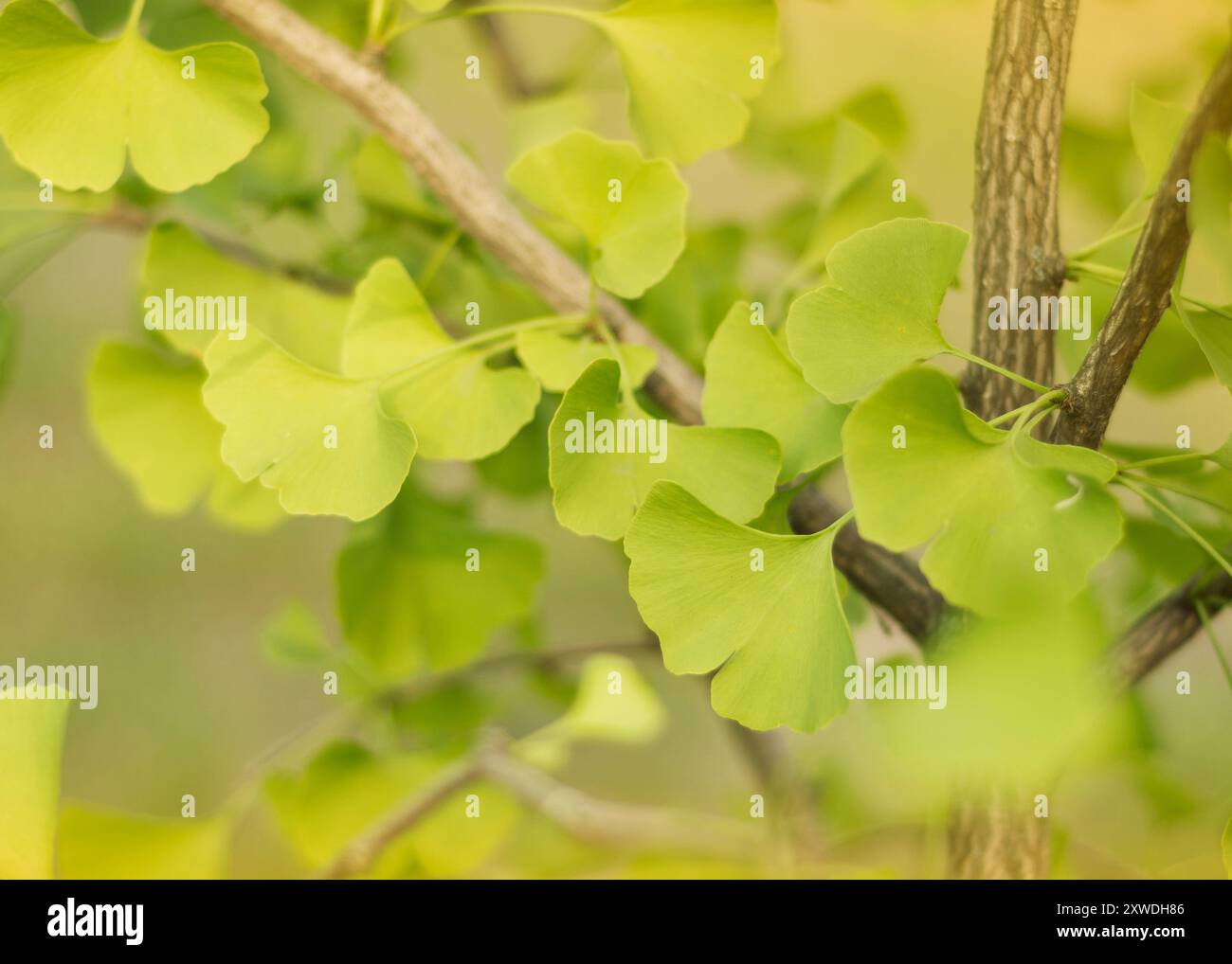 Golden ginkgo tree biloba hi-res stock photography and images - Alamy
