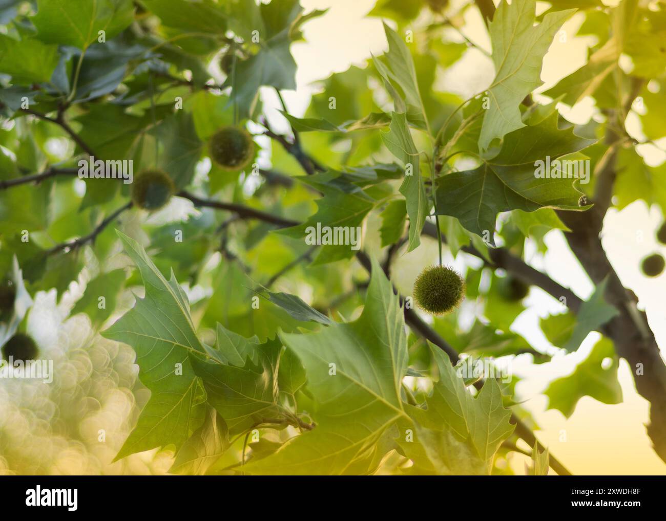 Fruit sycamore plane tree hi-res stock photography and images - Alamy