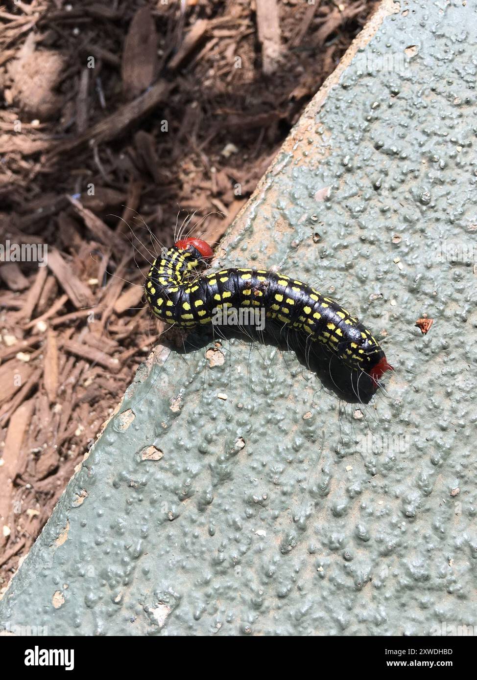 Azalea Caterpillar Moth (Datana major) Insecta Stock Photo - Alamy