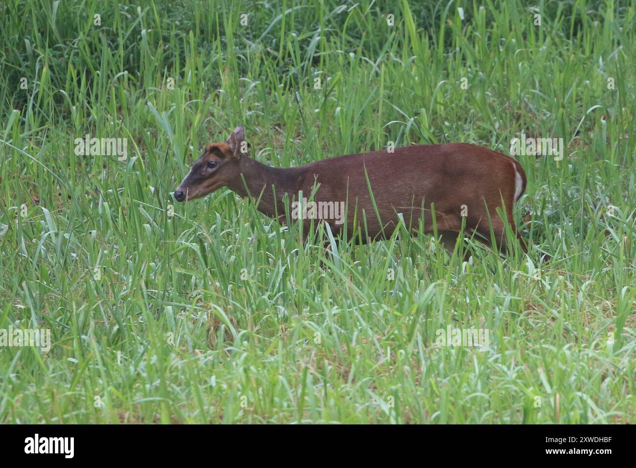 Southern Red Muntjac (Muntiacus muntjak) Mammalia Stock Photo - Alamy