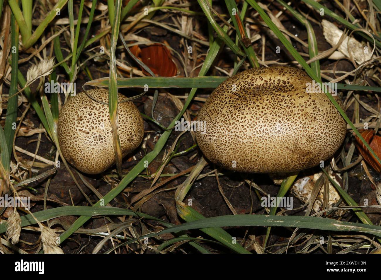 common earthball (Scleroderma citrinum) Fungi Stock Photo - Alamy