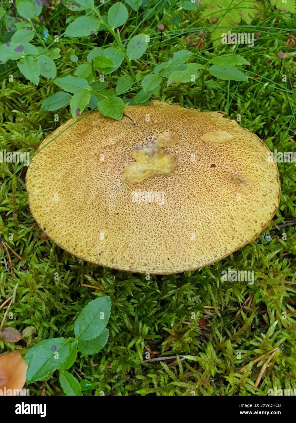 Velvet Bolete (Suillus variegatus) Fungi Stock Photo - Alamy