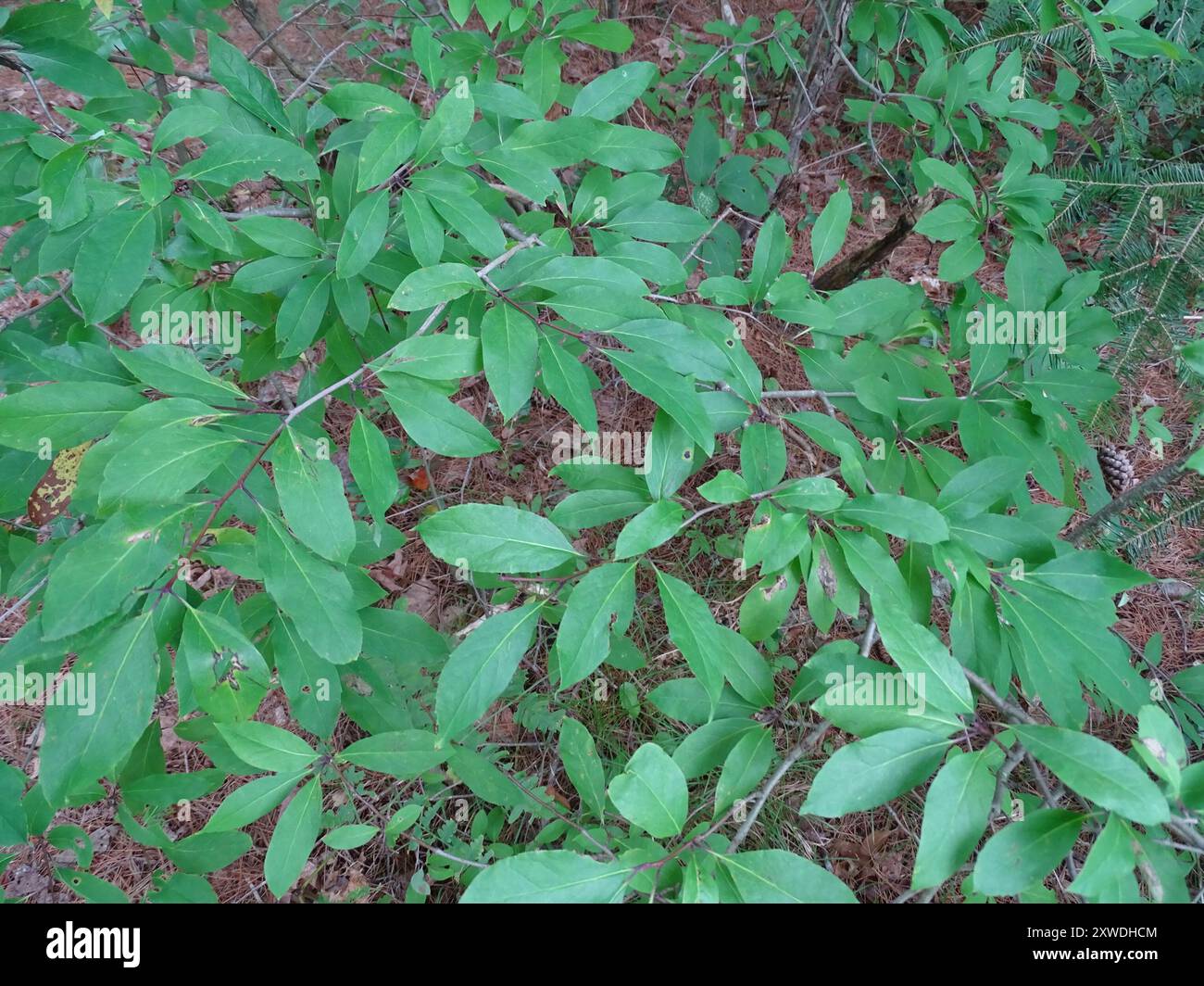 Mountain holly (Ilex mucronata) Plantae Stock Photo - Alamy
