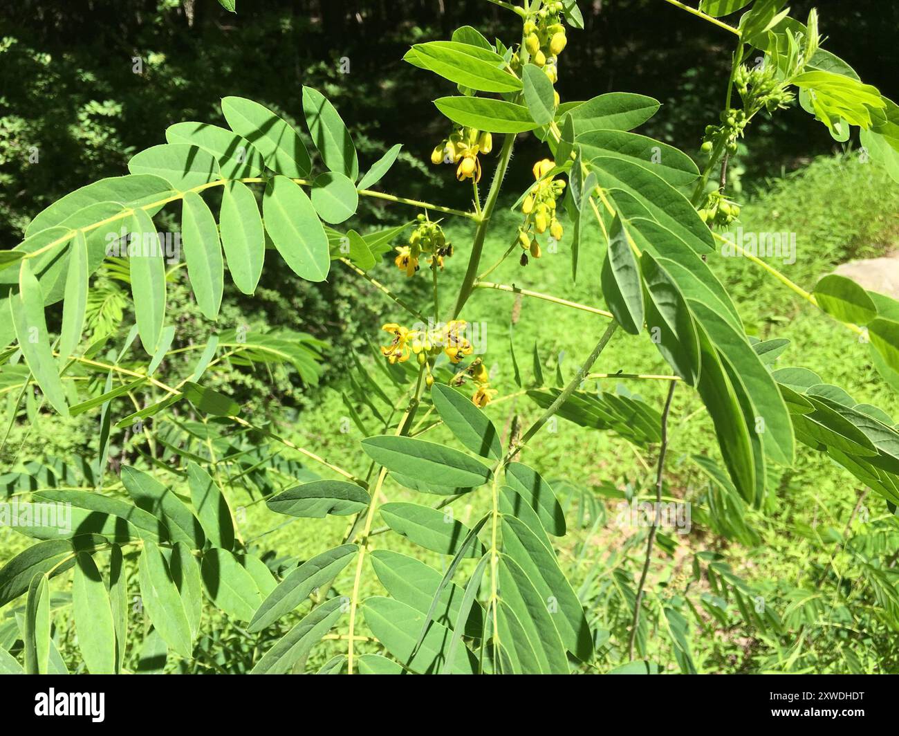 American senna (Senna hebecarpa) Plantae Stock Photo - Alamy