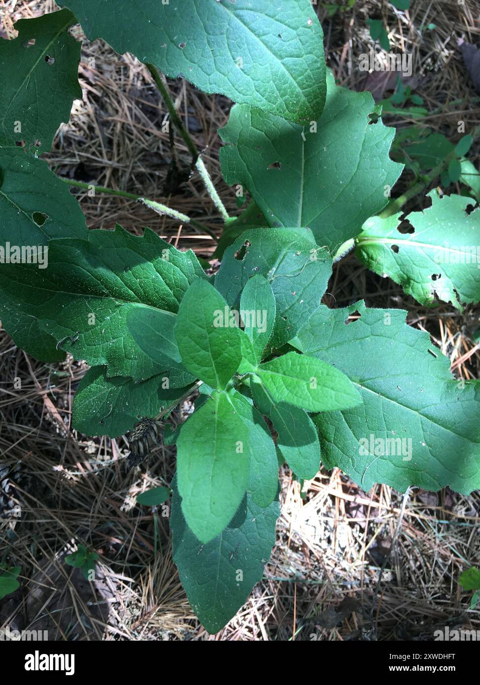 Pineland Nerveray (Tetragonotheca helianthoides) Plantae Stock Photo ...