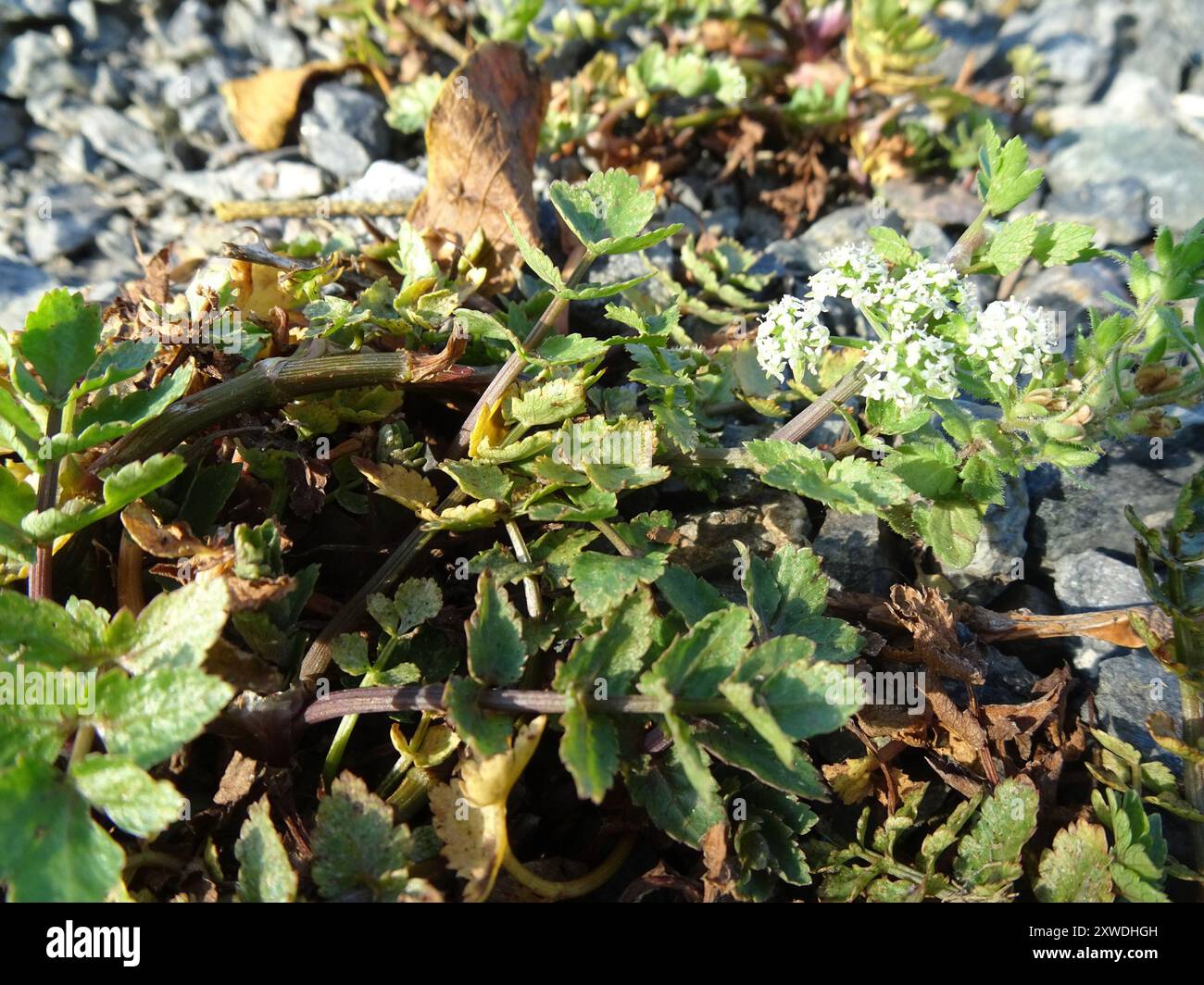 fool's watercress (Apium nodiflorum) Plantae Stock Photo - Alamy
