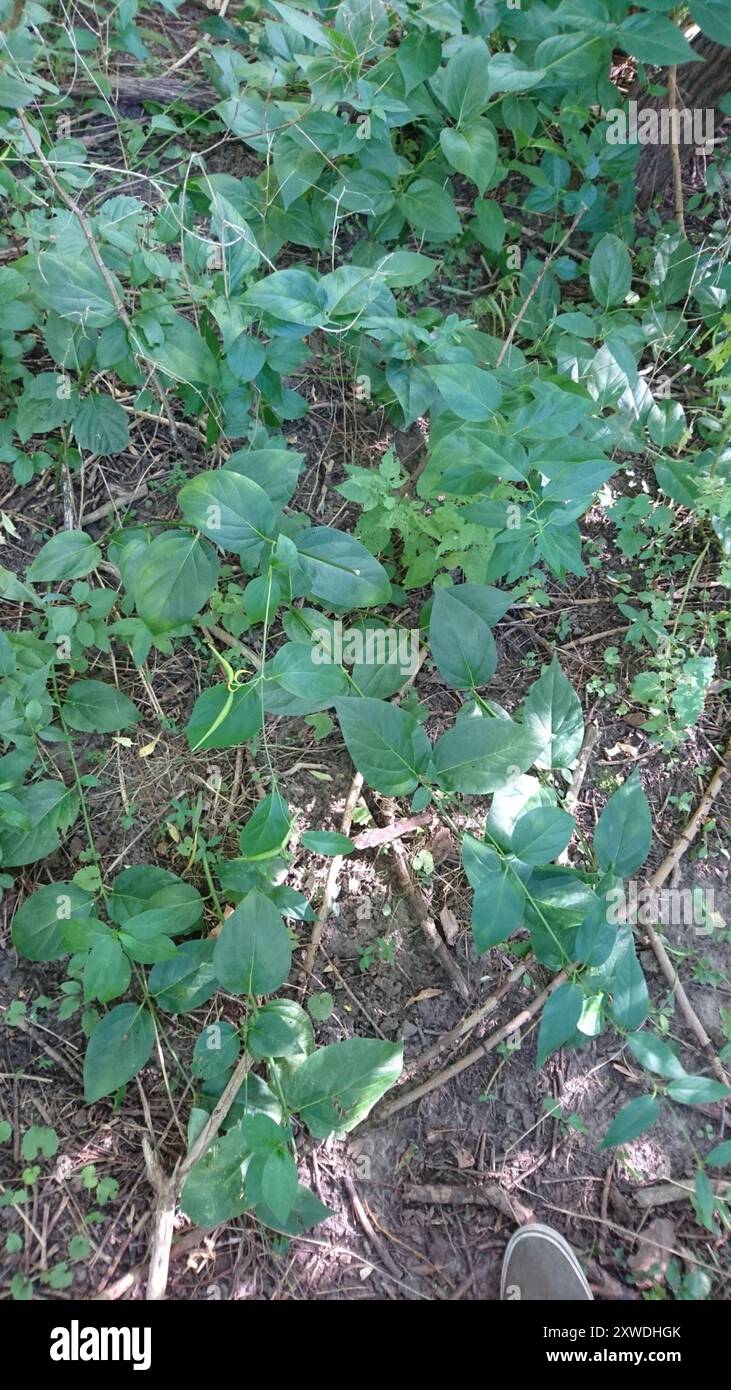 dog-strangling vines (Vincetoxicum) Plantae Stock Photo - Alamy