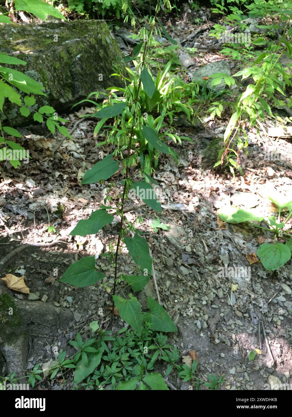 tall rattlesnake root (Nabalus altissimus) Plantae Stock Photo - Alamy