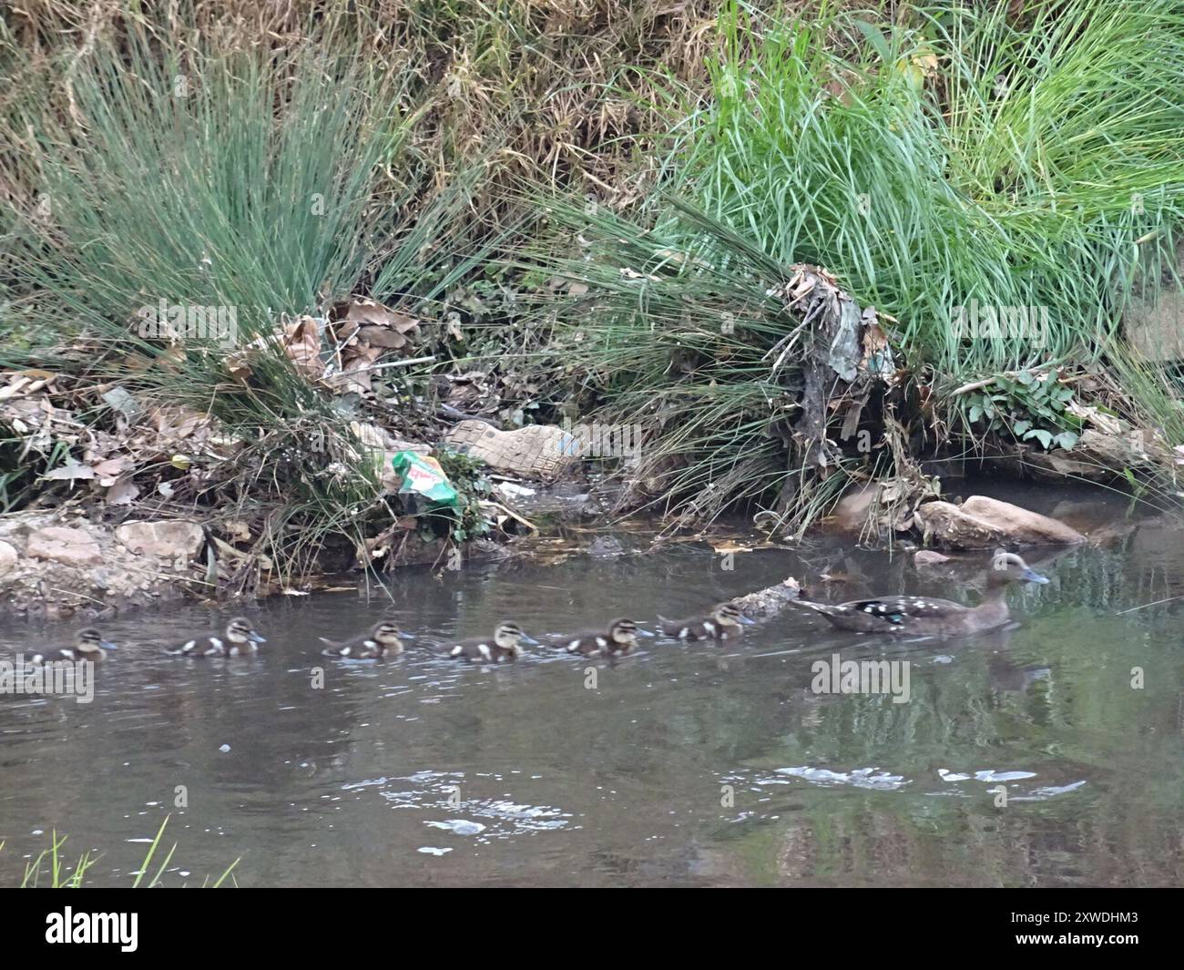 Southern African Black Duck (Anas sparsa sparsa) Aves Stock Photo - Alamy
