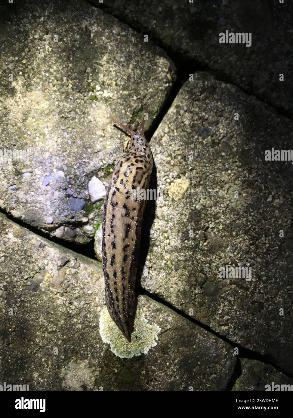 Leopard Slug (Limax maximus) Mollusca Stock Photo - Alamy