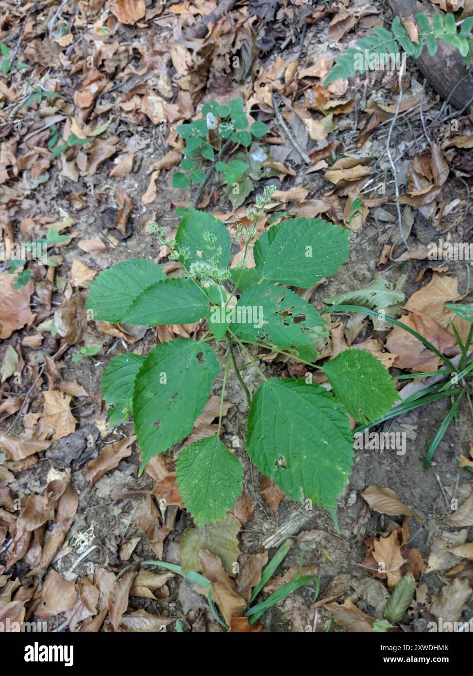 wood nettle (Laportea canadensis) Plantae Stock Photo - Alamy