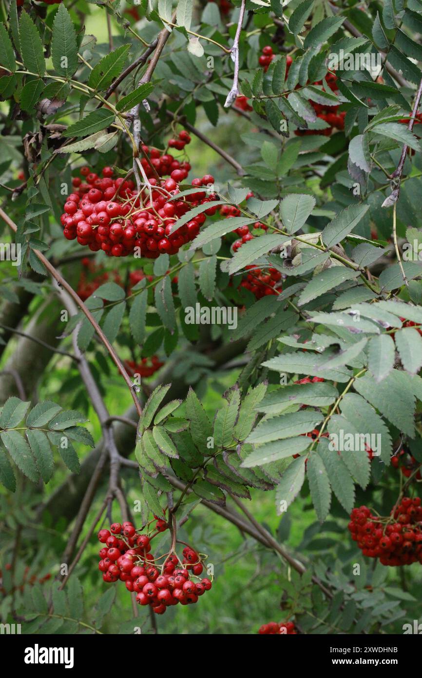 European mountain ash (Sorbus aucuparia) Plantae Stock Photo - Alamy