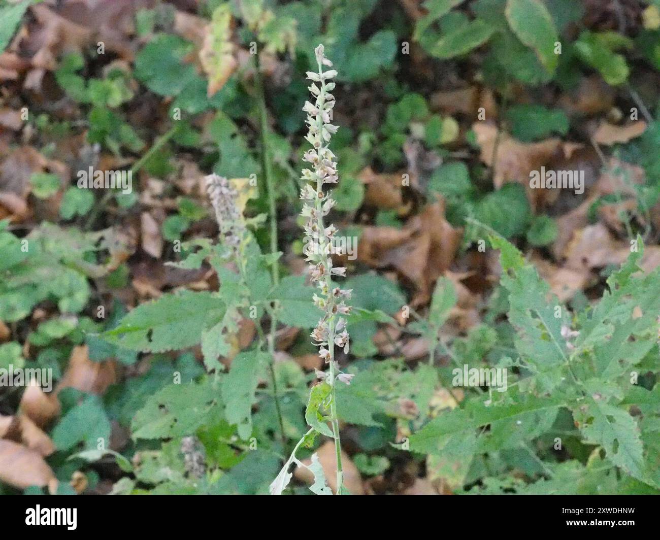 American germander (Teucrium canadense) Plantae Stock Photo - Alamy