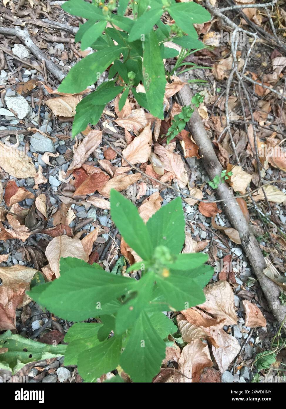 Cuban jute (Sida rhombifolia) Plantae Stock Photo - Alamy