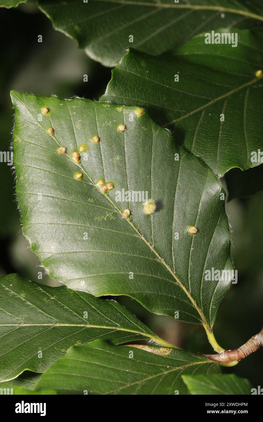 Hairy Beech Gall (Hartigiola annulipes) Insecta Stock Photo - Alamy