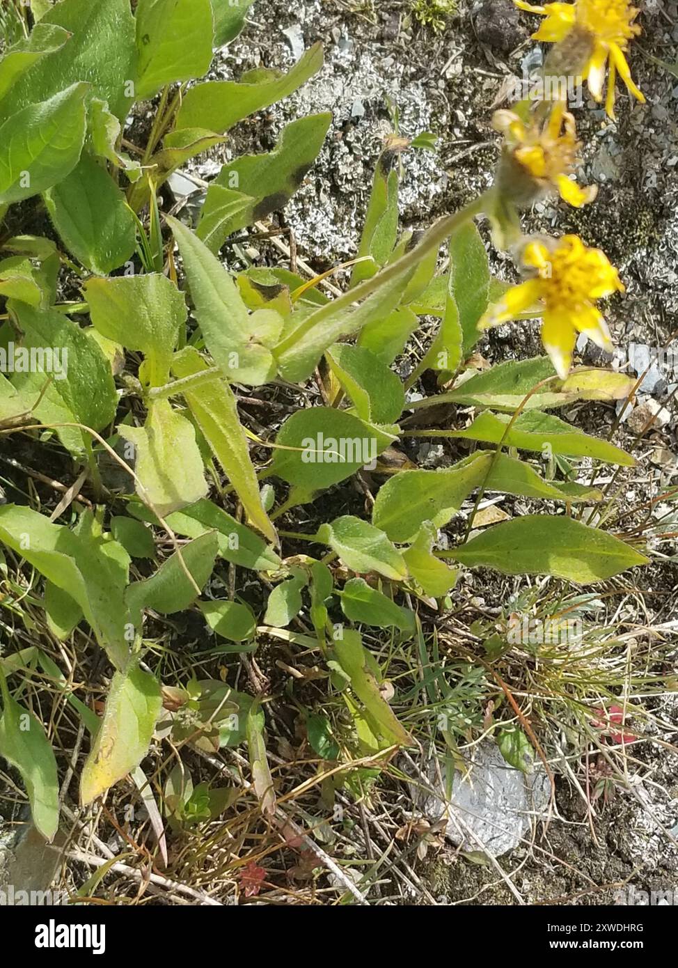Tall western groundsel (Senecio integerrimus) Plantae Stock Photo - Alamy