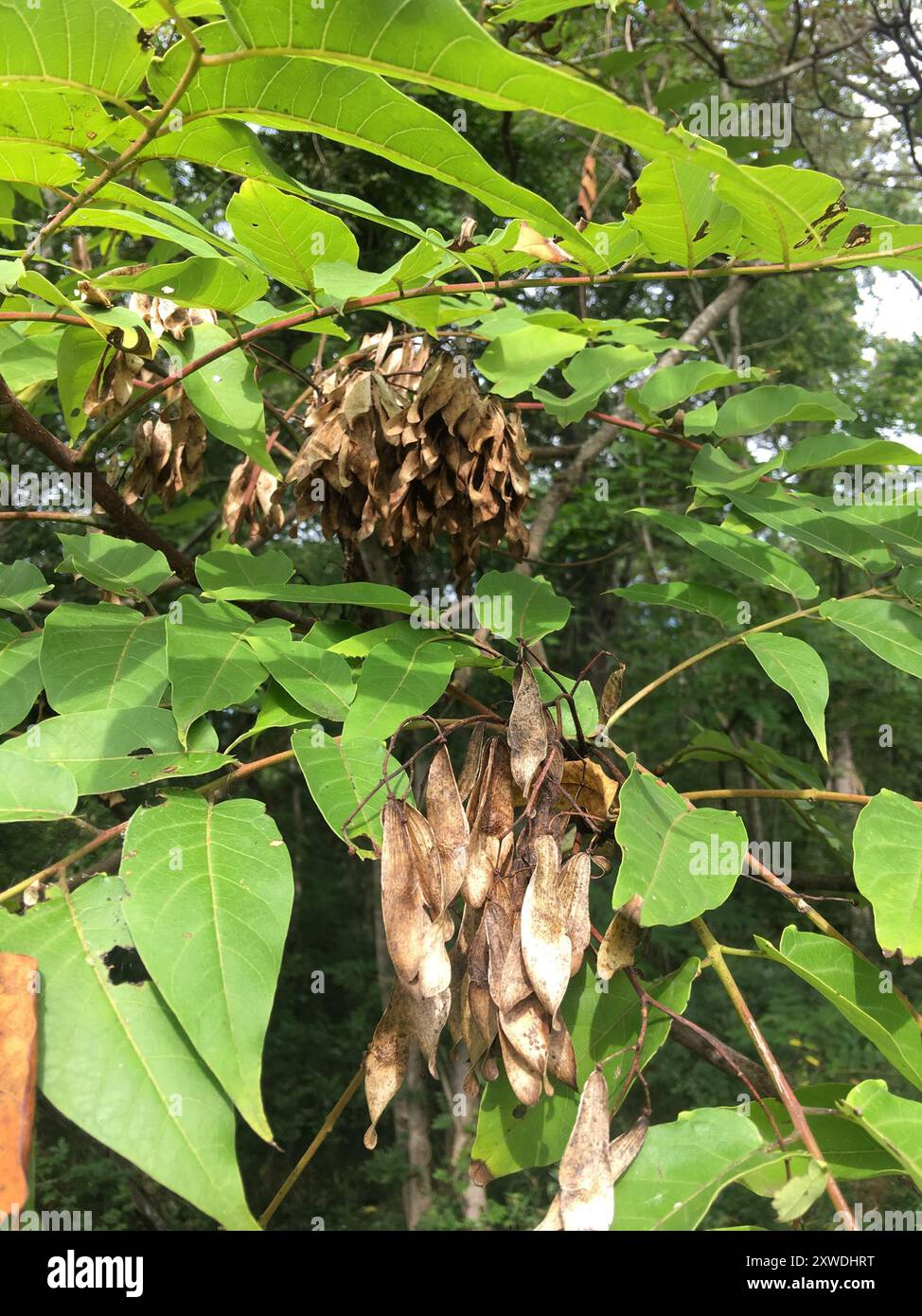 tree-of-heaven (Ailanthus altissima) Plantae Stock Photo - Alamy