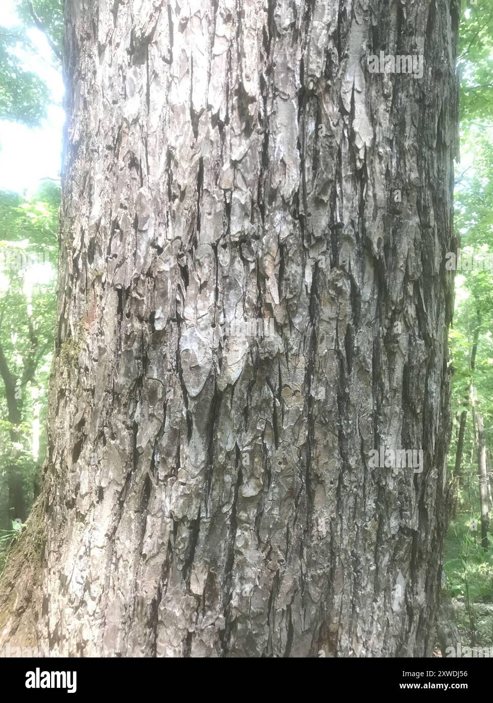 September Elm (Ulmus serotina) Plantae Stock Photo - Alamy