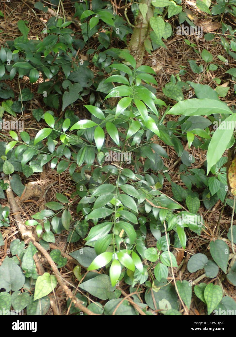 Asian bayberry (Nageia nagi) Plantae Stock Photo - Alamy