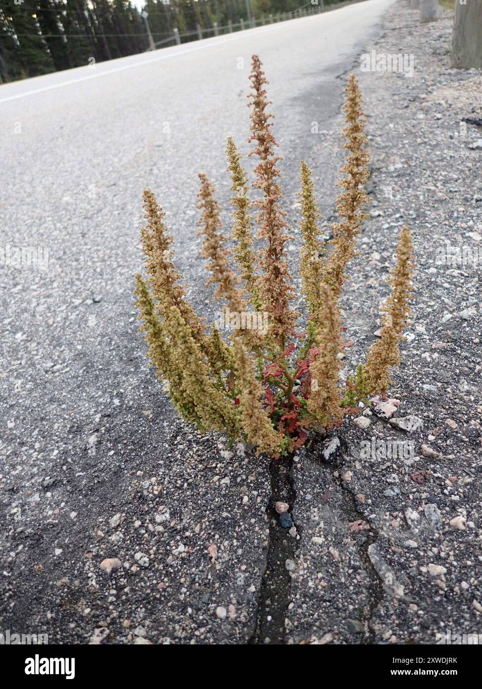 Jerusalem oak (Dysphania botrys) Plantae Stock Photo - Alamy