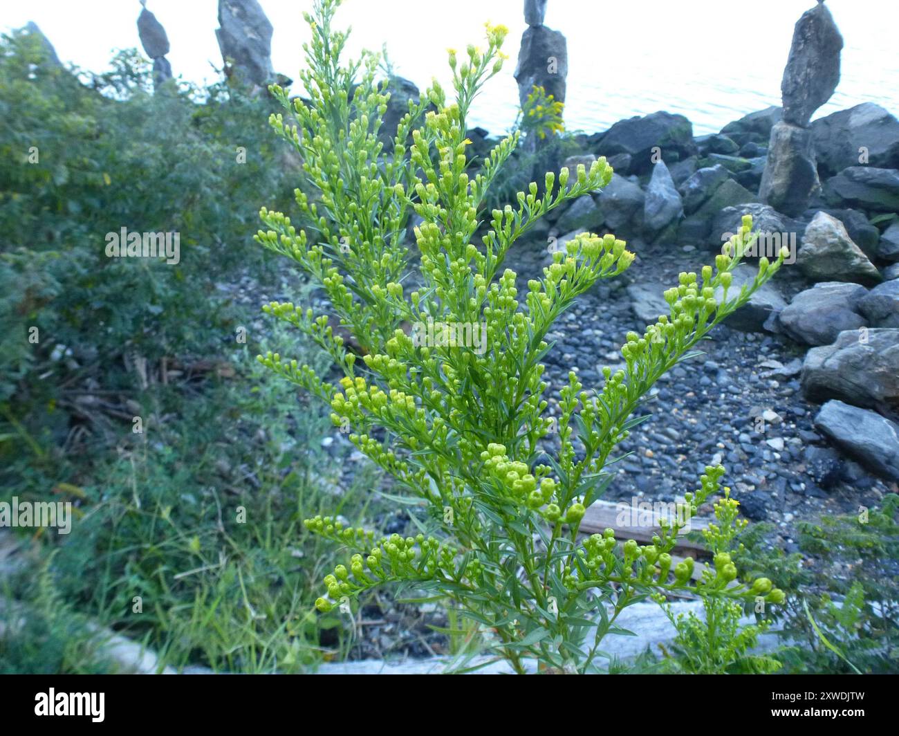 northern seaside goldenrod (Solidago sempervirens) Plantae Stock Photo ...
