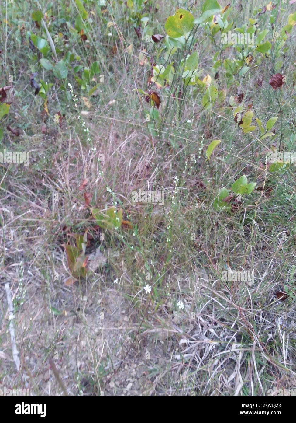 Slender Knotweed (Polygonum tenue) Plantae Stock Photo - Alamy