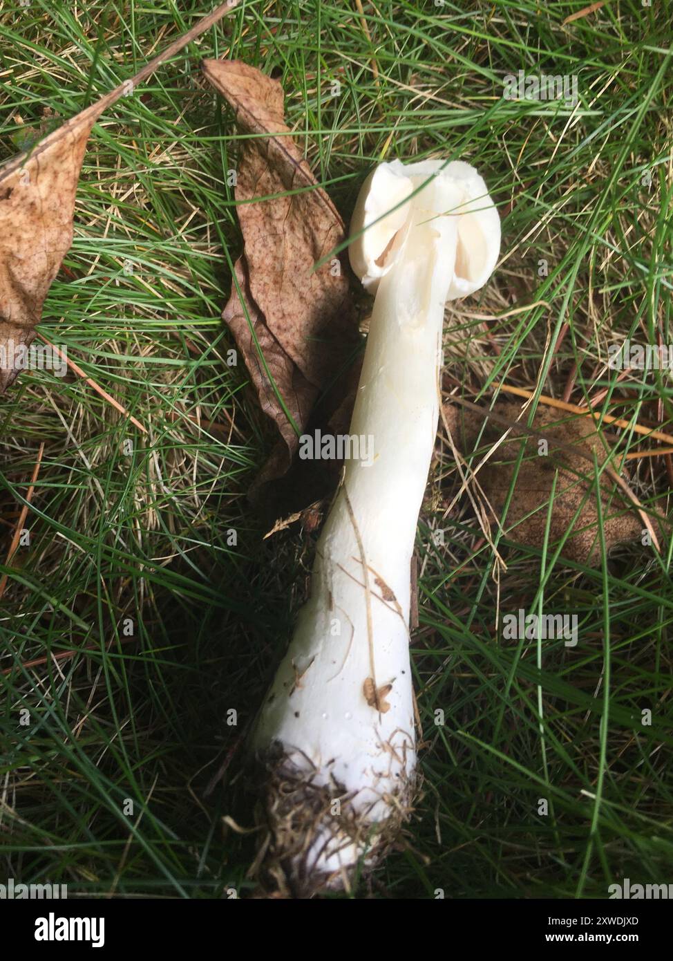 White Dapperling (Leucoagaricus leucothites) Fungi Stock Photo - Alamy
