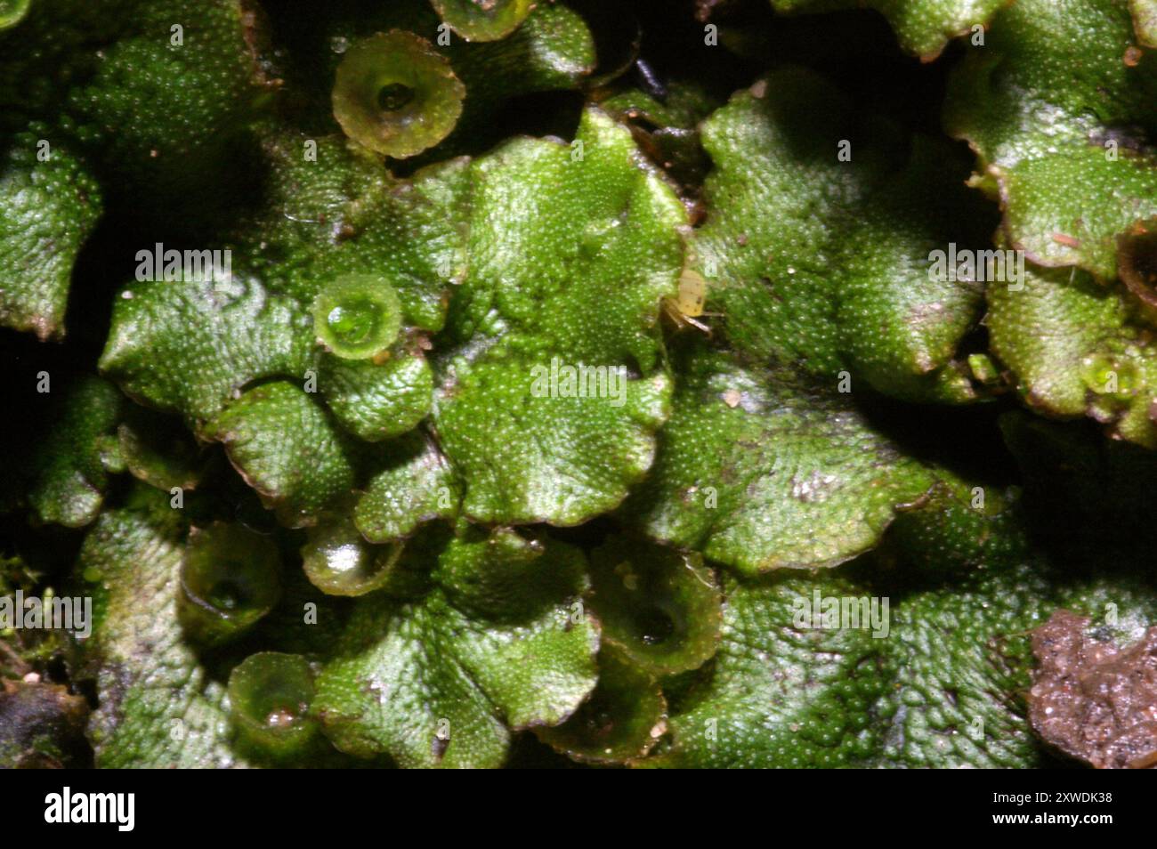Common Liverwort (Marchantia polymorpha) Plantae Stock Photo - Alamy