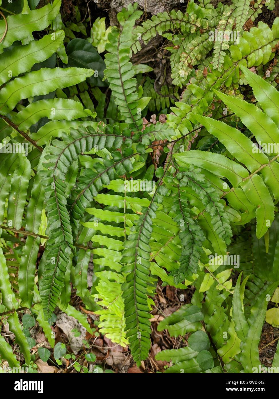 Rough Maidenhair Fern (Adiantum hispidulum) Plantae Stock Photo - Alamy