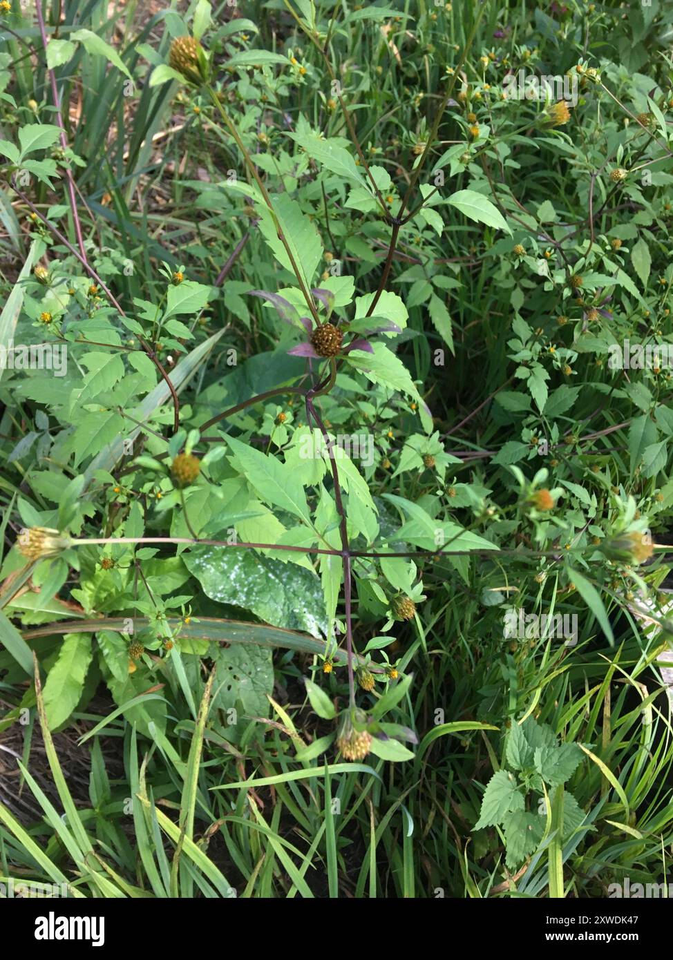 Devil's Beggarticks (Bidens frondosa) Plantae Stock Photo - Alamy