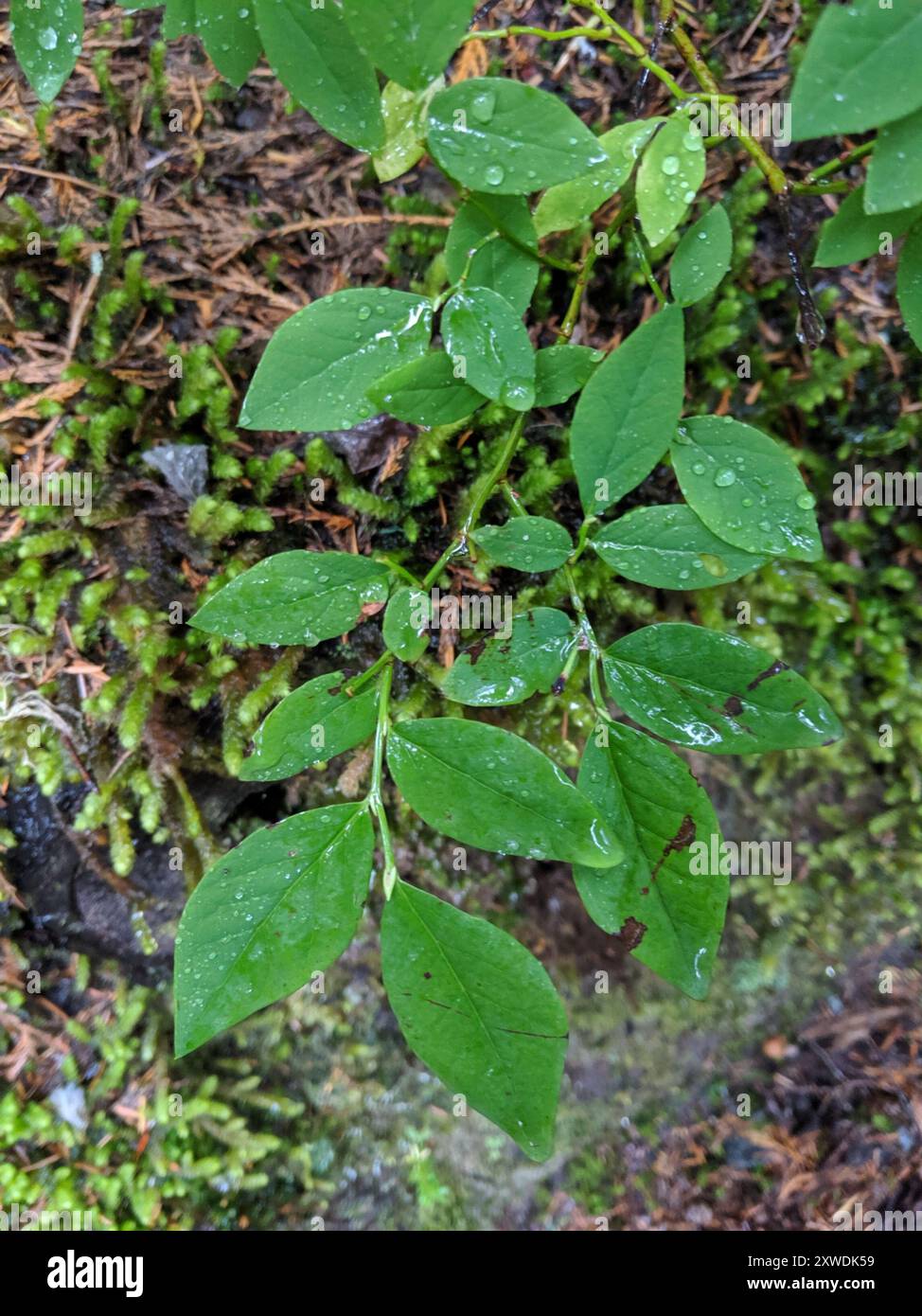 Oval-leaf Blueberry (Vaccinium ovalifolium) Plantae Stock Photo - Alamy