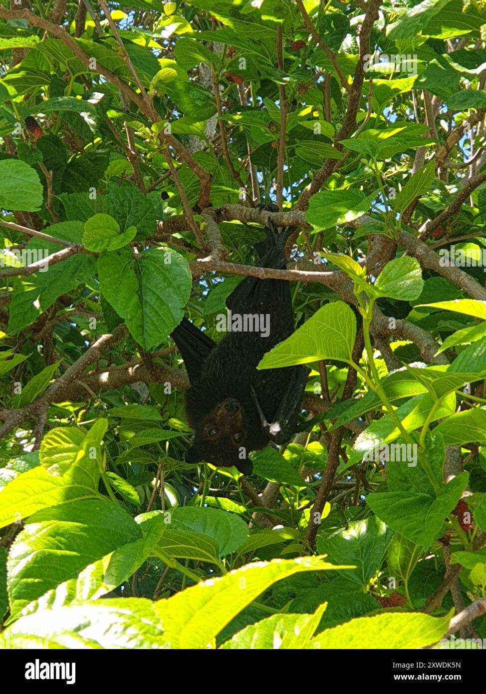 Black Flying-fox (Pteropus alecto) Mammalia Stock Photo - Alamy