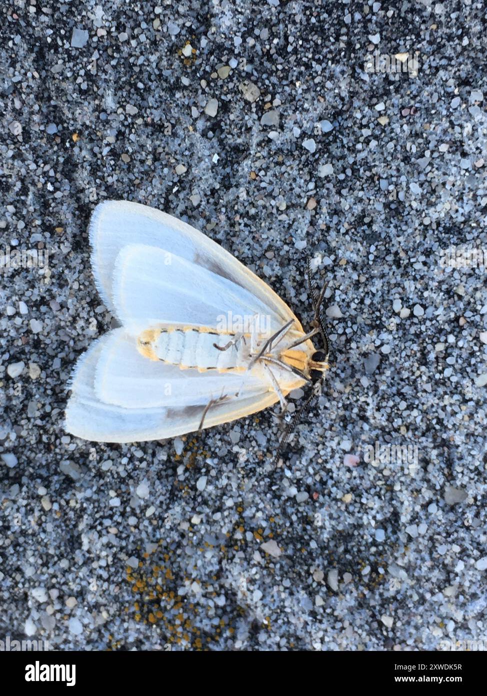 Delicate Cycnia Moth (Cycnia tenera) Insecta Stock Photo - Alamy