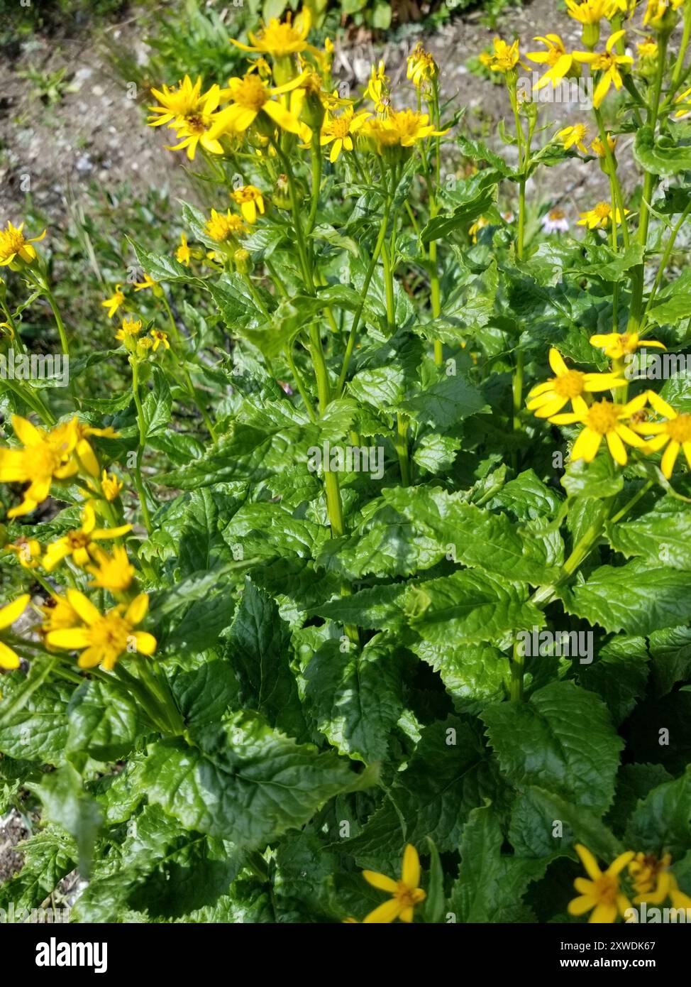 Arrowleaf Senecio (Senecio triangularis) Plantae Stock Photo - Alamy