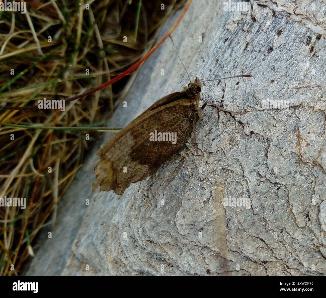 Common Brassy Ringlet (Erebia cassioides) Insecta Stock Photo - Alamy