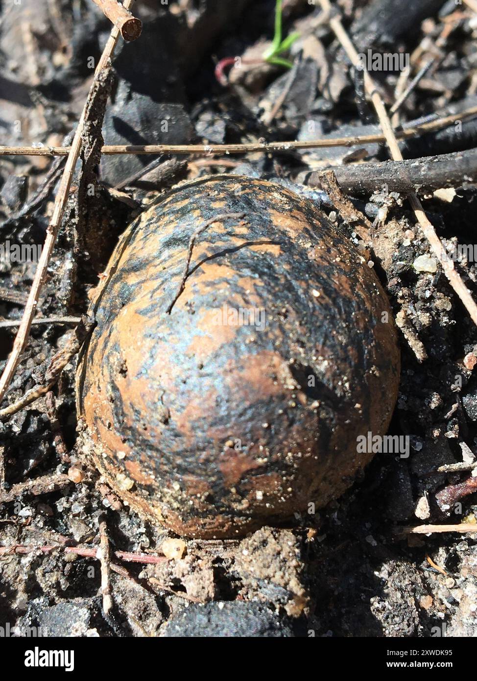 Pisolithus arhizus hi-res stock photography and images - Alamy