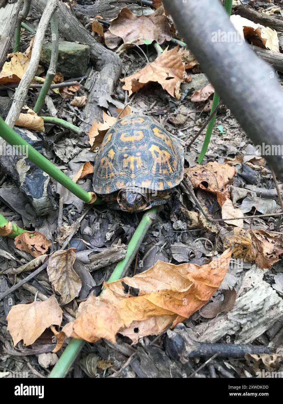 Eastern Box Turtle (Terrapene carolina carolina) Reptilia Stock Photo ...