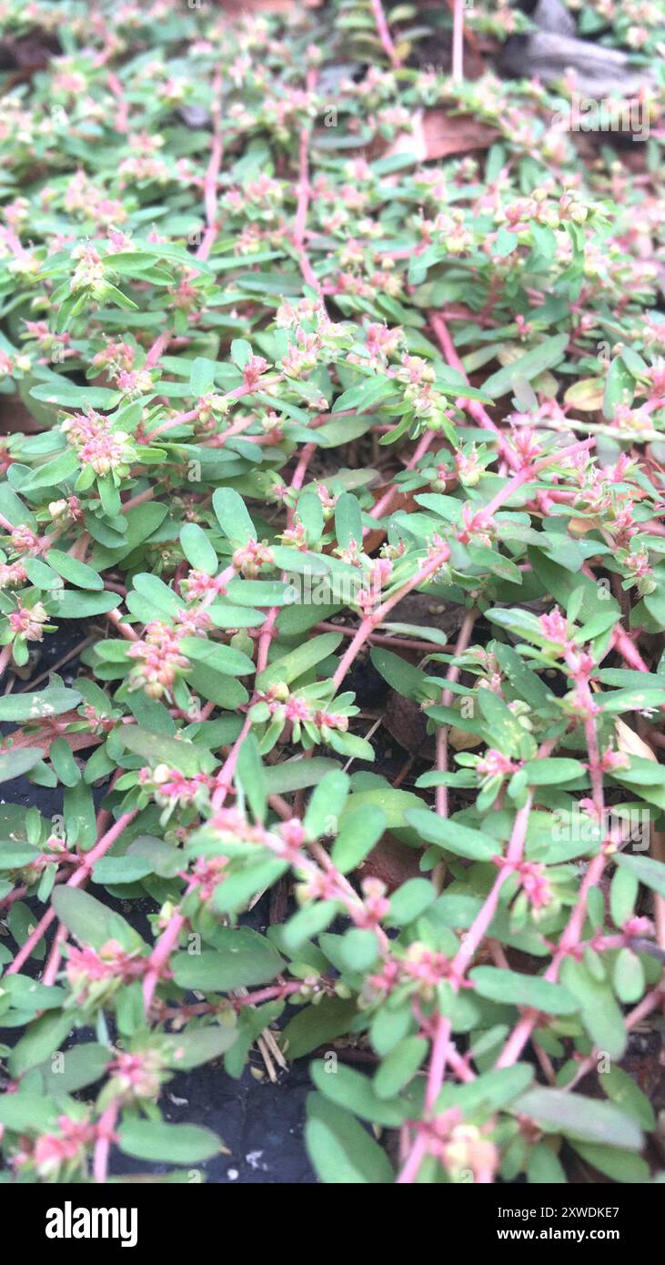 Spotted spurge (Euphorbia maculata) Plantae Stock Photo - Alamy