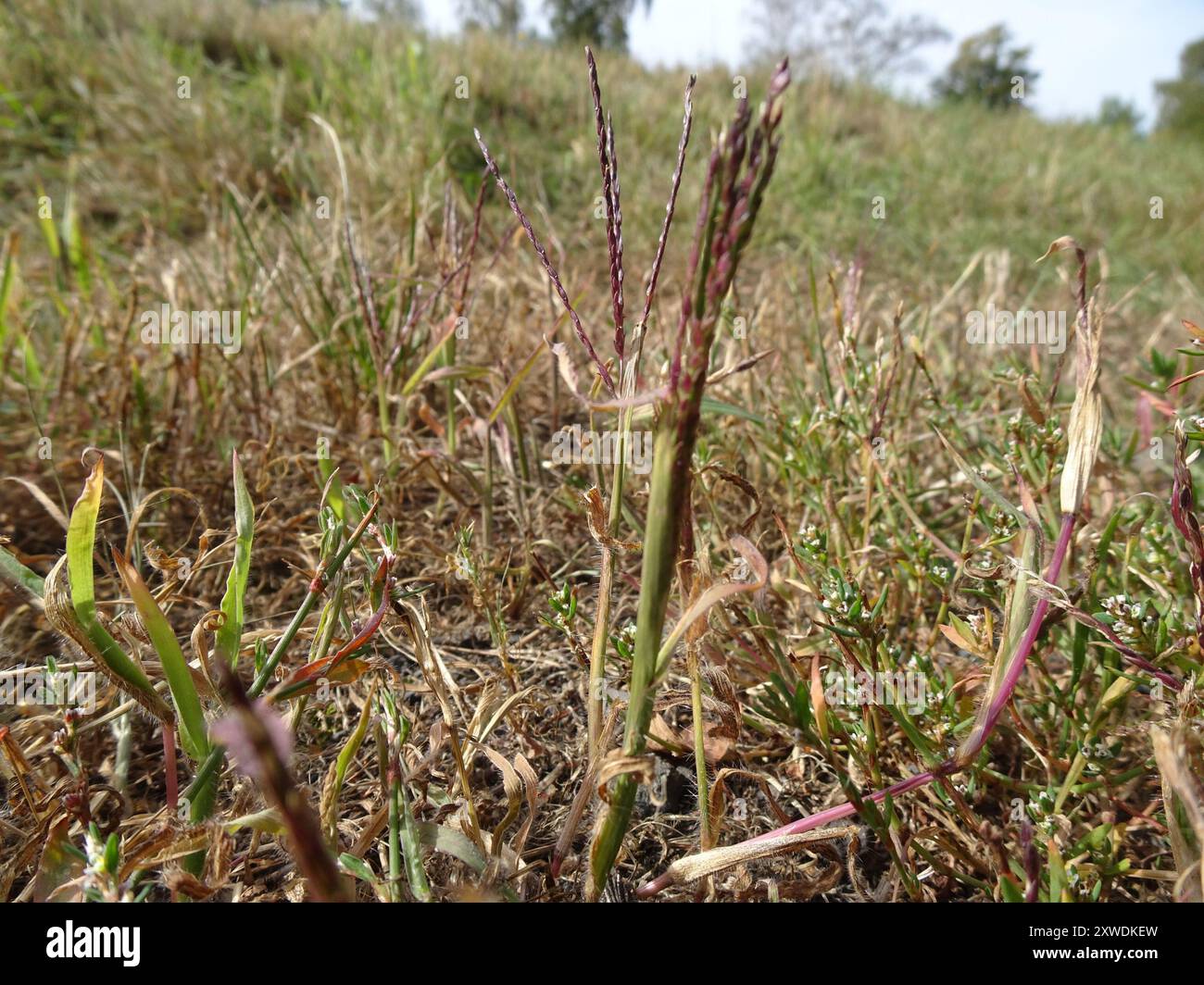 Hairy Crabgrass (Digitaria sanguinalis) Plantae Stock Photo - Alamy